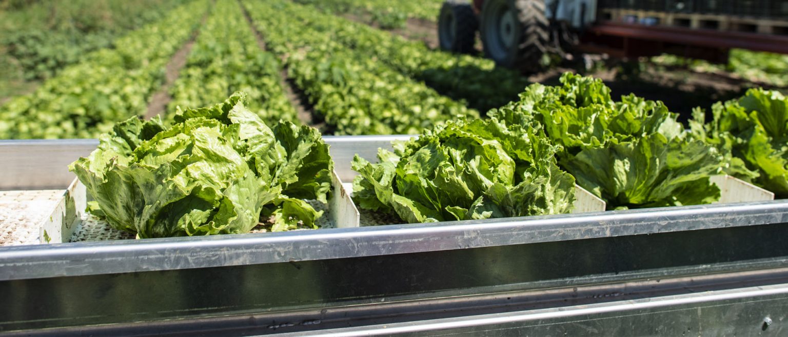 Procesado de frutas y verduras: de la huerta a la mesa - Ingivision